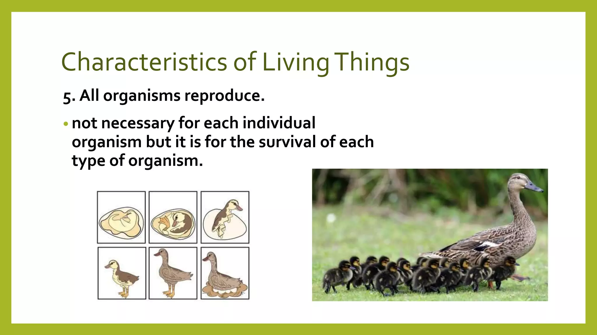 Characteristics of living things | PPTX | Biological Sciences | Science