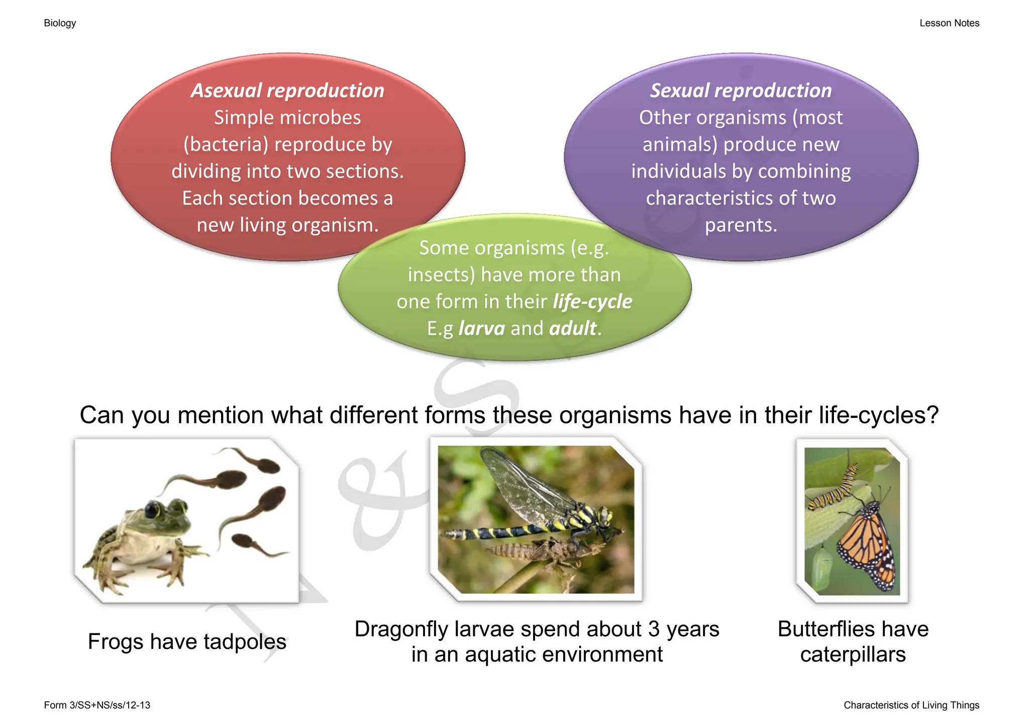 Characteristics of Living Things Notes.pdf