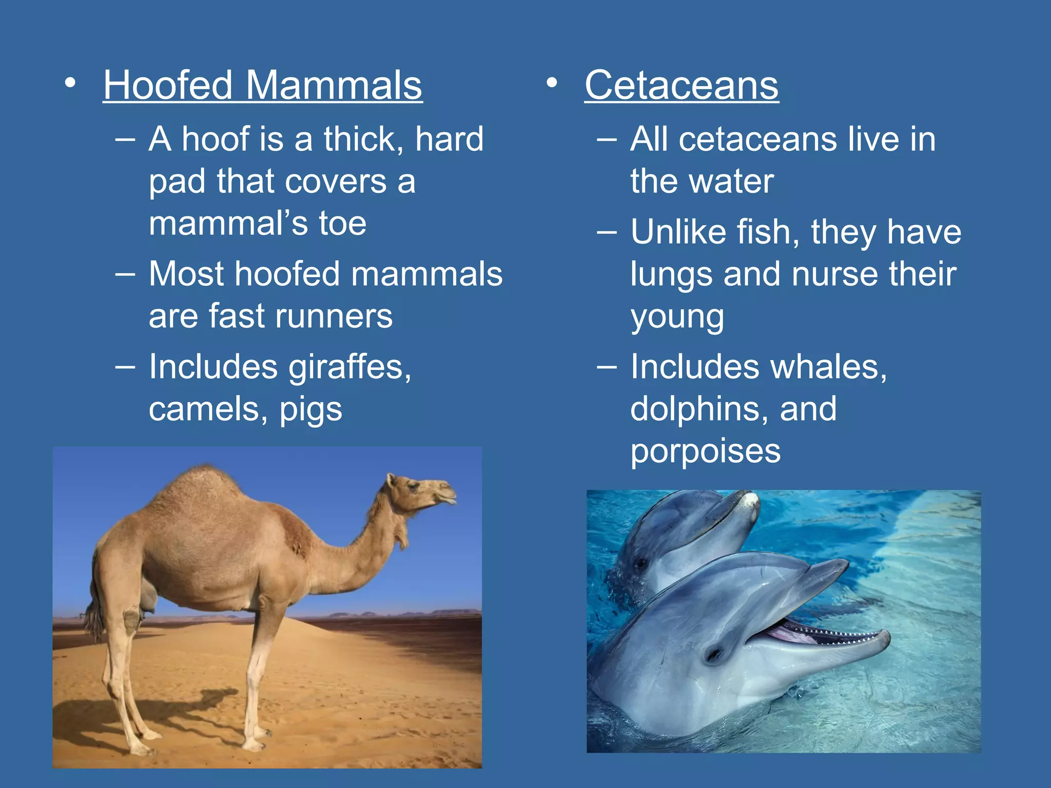 Characteristics of mammals | PPT
