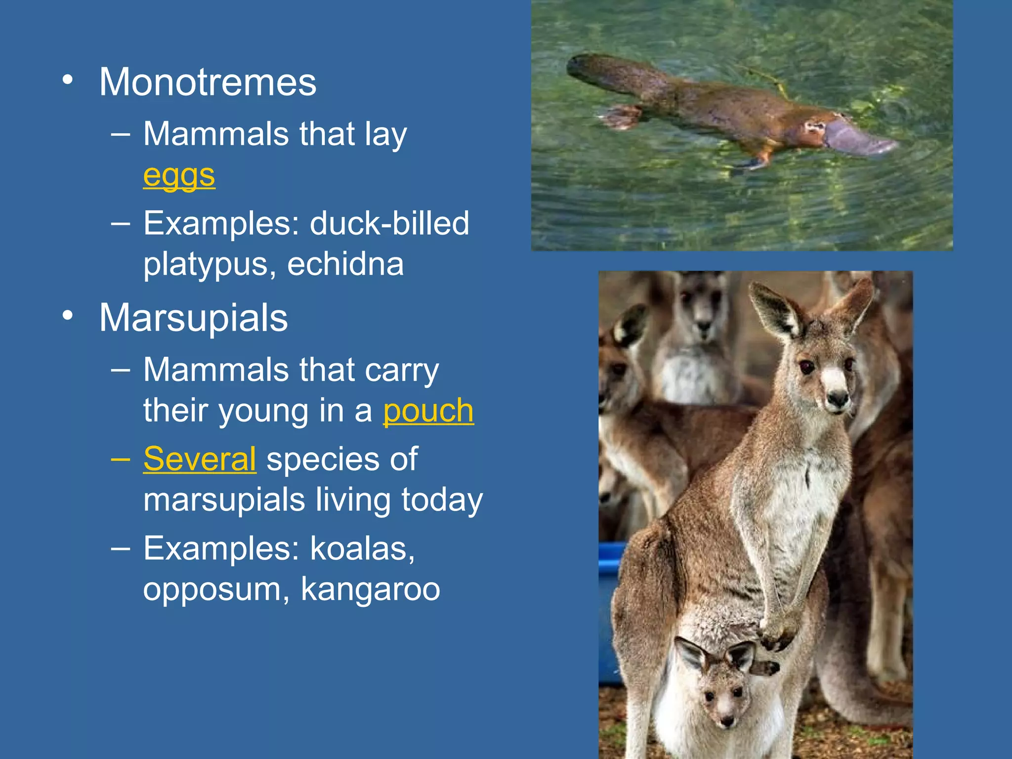 Characteristics of mammals | PPT