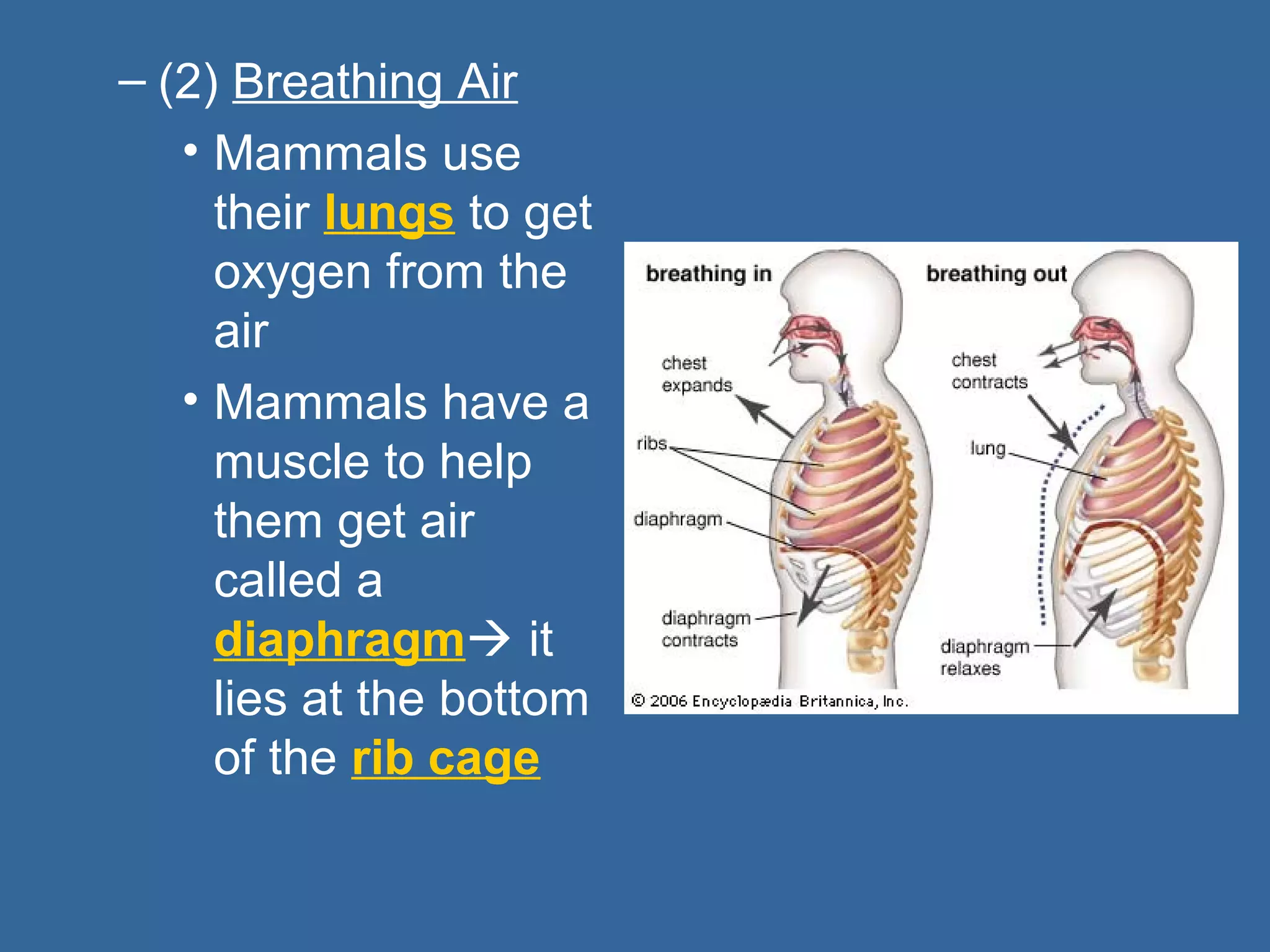 Characteristics of mammals | PPT