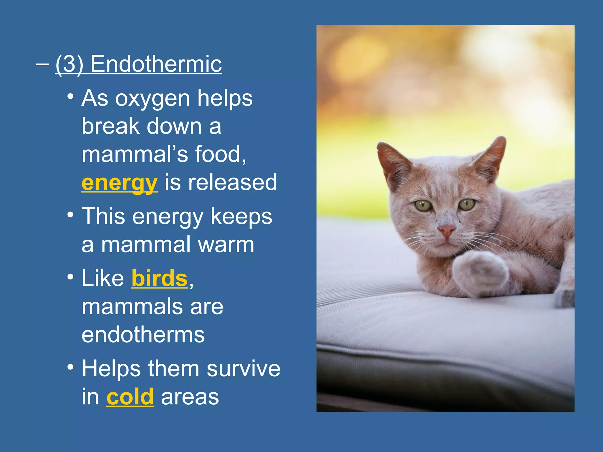 Characteristics of mammals | PPT