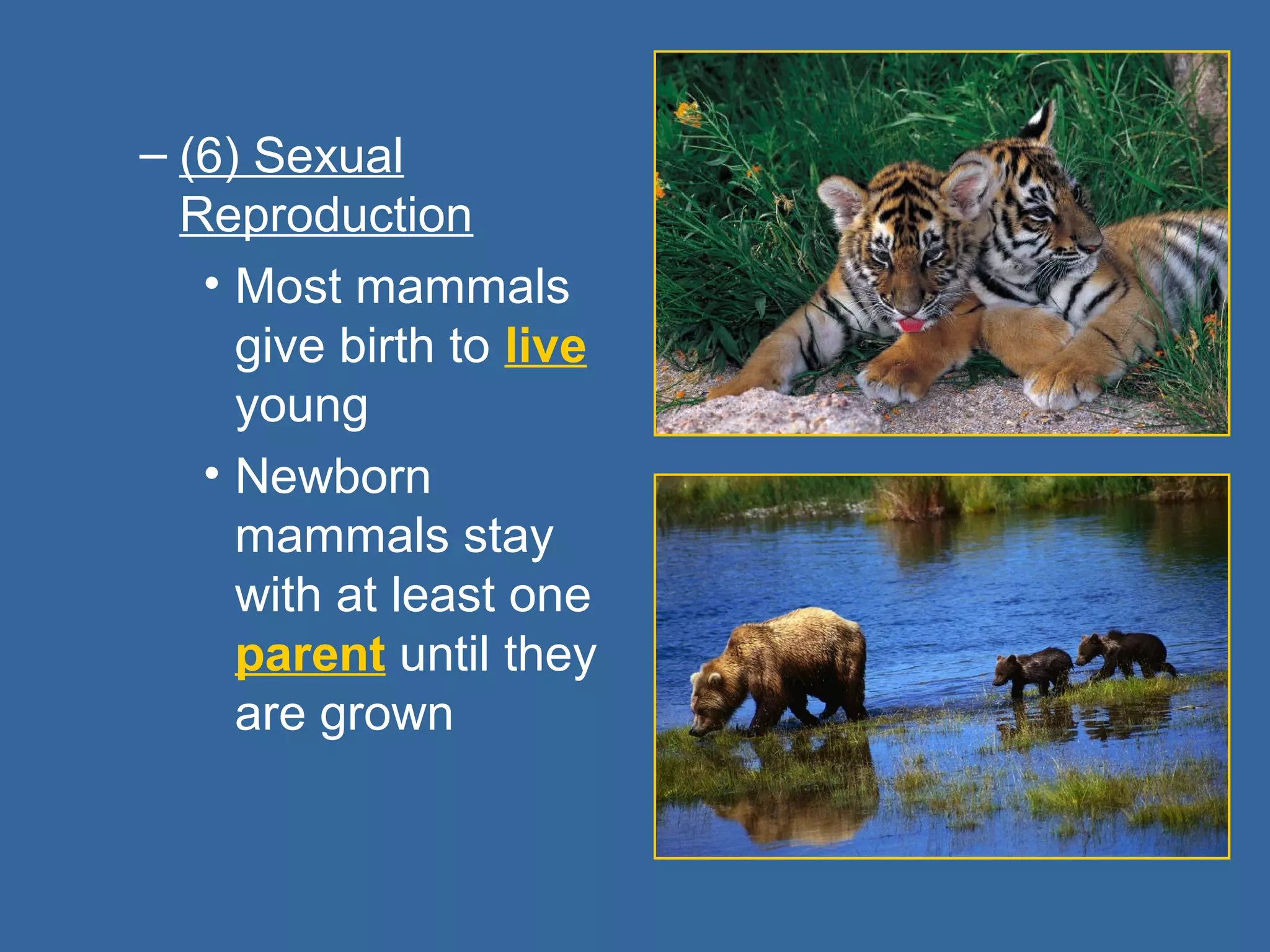 Characteristics of mammals | PPT
