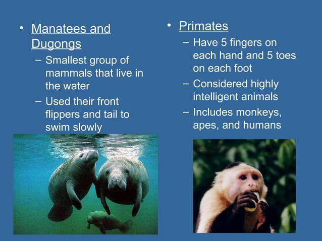 Characteristics of mammals | PPT | Reptiles | Pets
