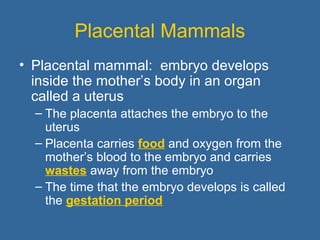 Mammal Characteristics
