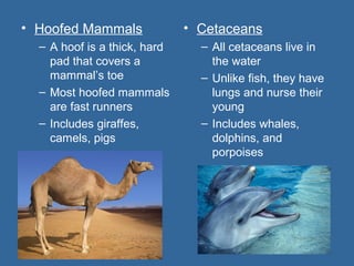 Mammals Characteristics
