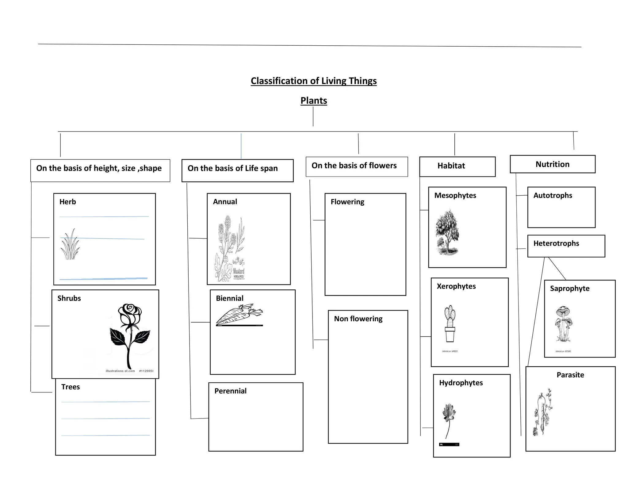 the characteristics of plants mind map.pdf