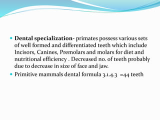 Characteristics of primates | PPTX