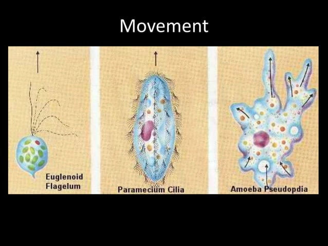 Characteristics of protozoa | PPTX