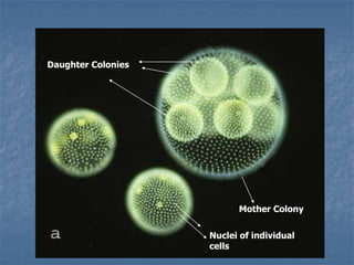 Characteristics of protozoa | PPT