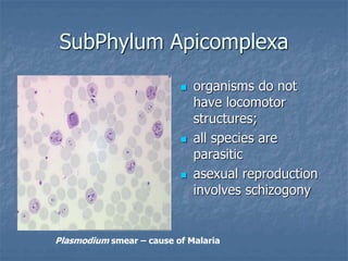 Characteristics of protozoa | PPT