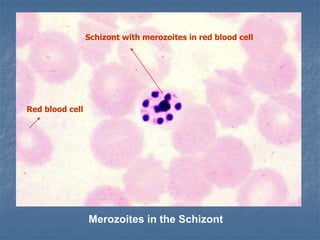 Characteristics of protozoa | PPT