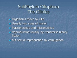 Characteristics of protozoa | PPT