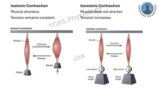 Characteristics of whole skeletal muscle contraction | PDF