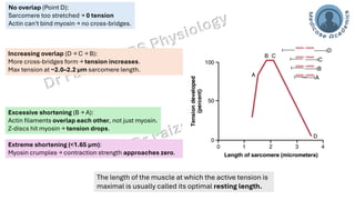Characteristics of whole skeletal muscle contraction | PDF