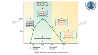 Characteristics of whole skeletal muscle contraction | PDF