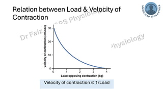 Characteristics of whole skeletal muscle contraction | PDF