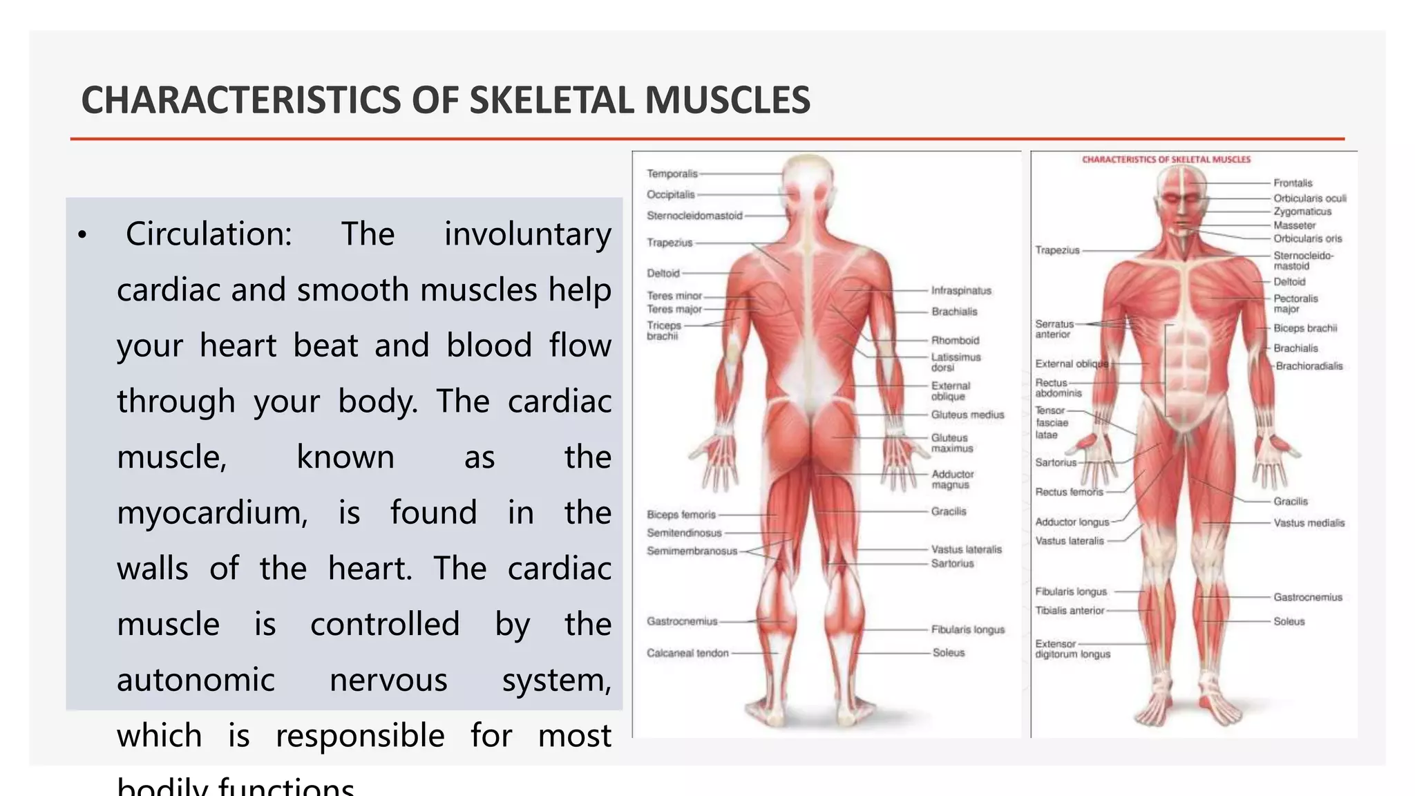 CHARACTERISTICS OF SKELETAL MUSCLES.pptx