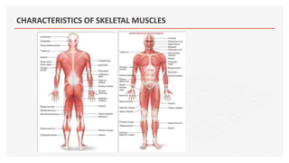 CHARACTERISTICS OF SKELETAL MUSCLES.pptx