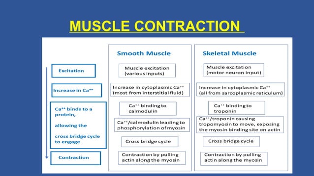 CHARACTERISTICS OF SMOOTH MUSCLE body.pptx