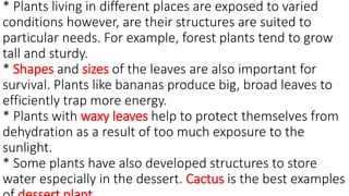 Characteristics of terrestrial plants | PPTX