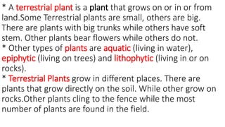 Terrestrial Plants List