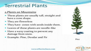 Examples Of Terrestrial Plants