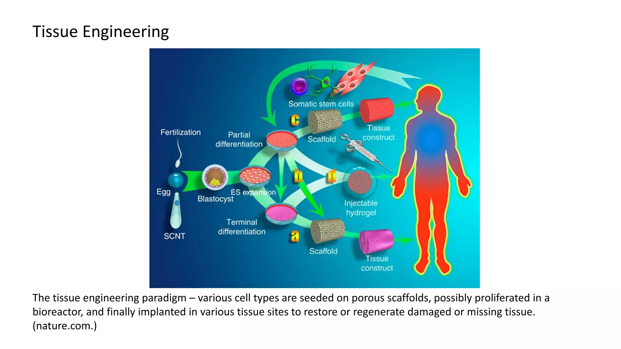 Characteristics of the biomaterials for tissue engineering application ...