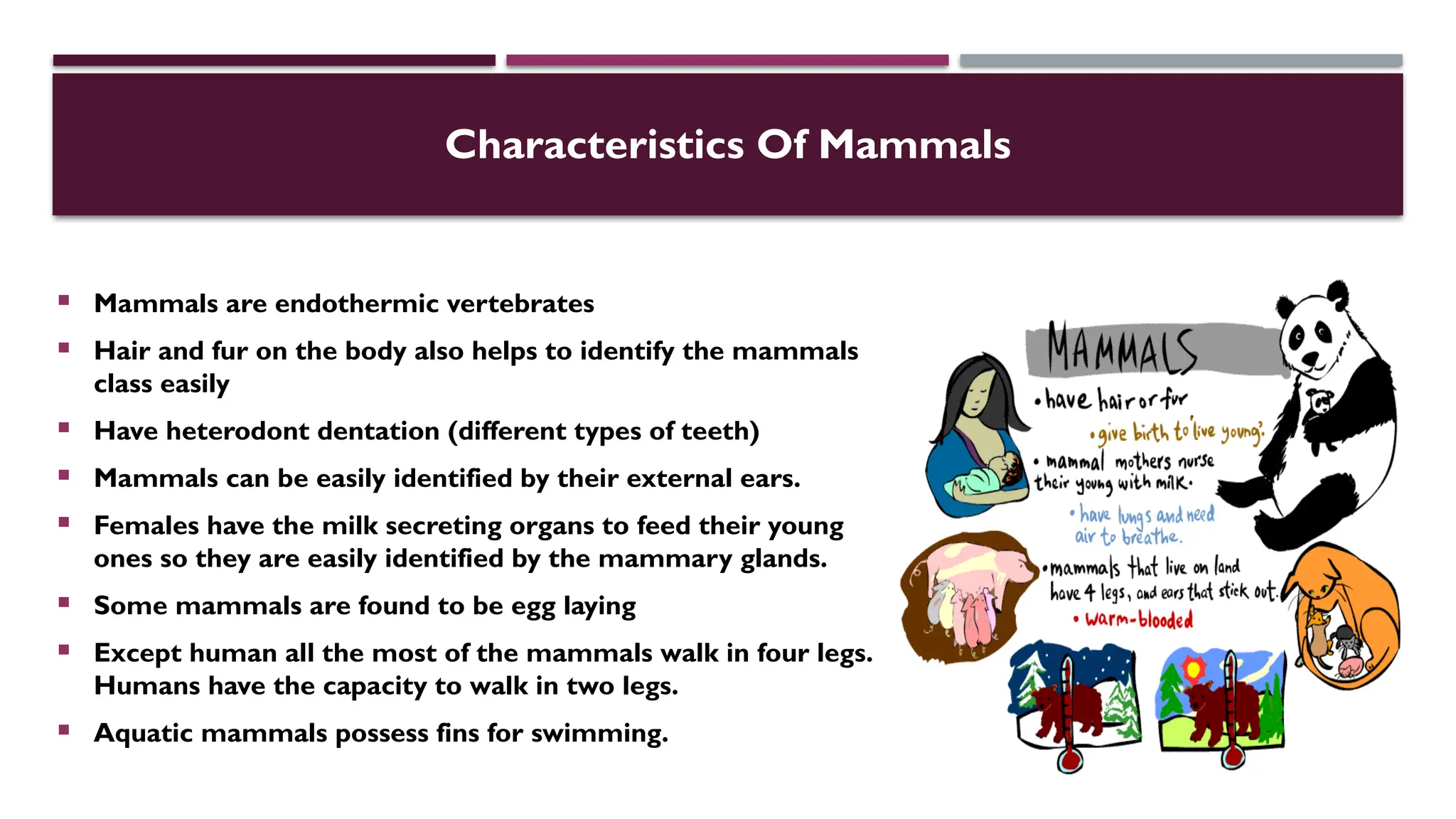 characteristics of vertebratesyypuypuouih.pptx