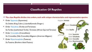 characteristics of vertebratesyypuypuouih.pptx