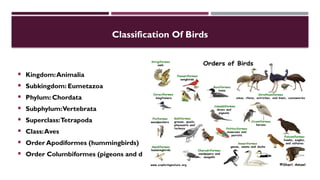 characteristics of vertebratesyypuypuouih.pptx