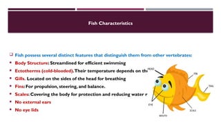 characteristics of vertebratesyypuypuouih.pptx