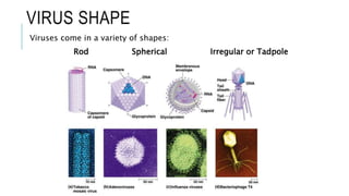 Characteristics of viruses | PPTX