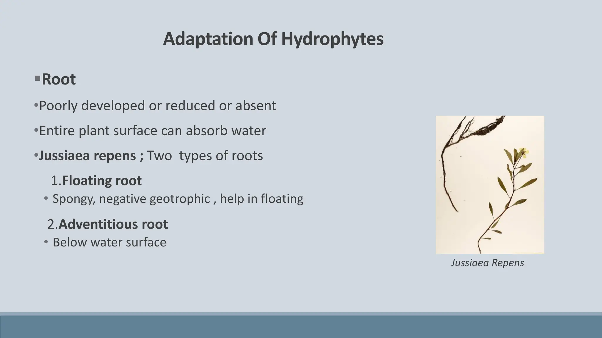Characteristics of xerophytes & hydrophytes.pdf