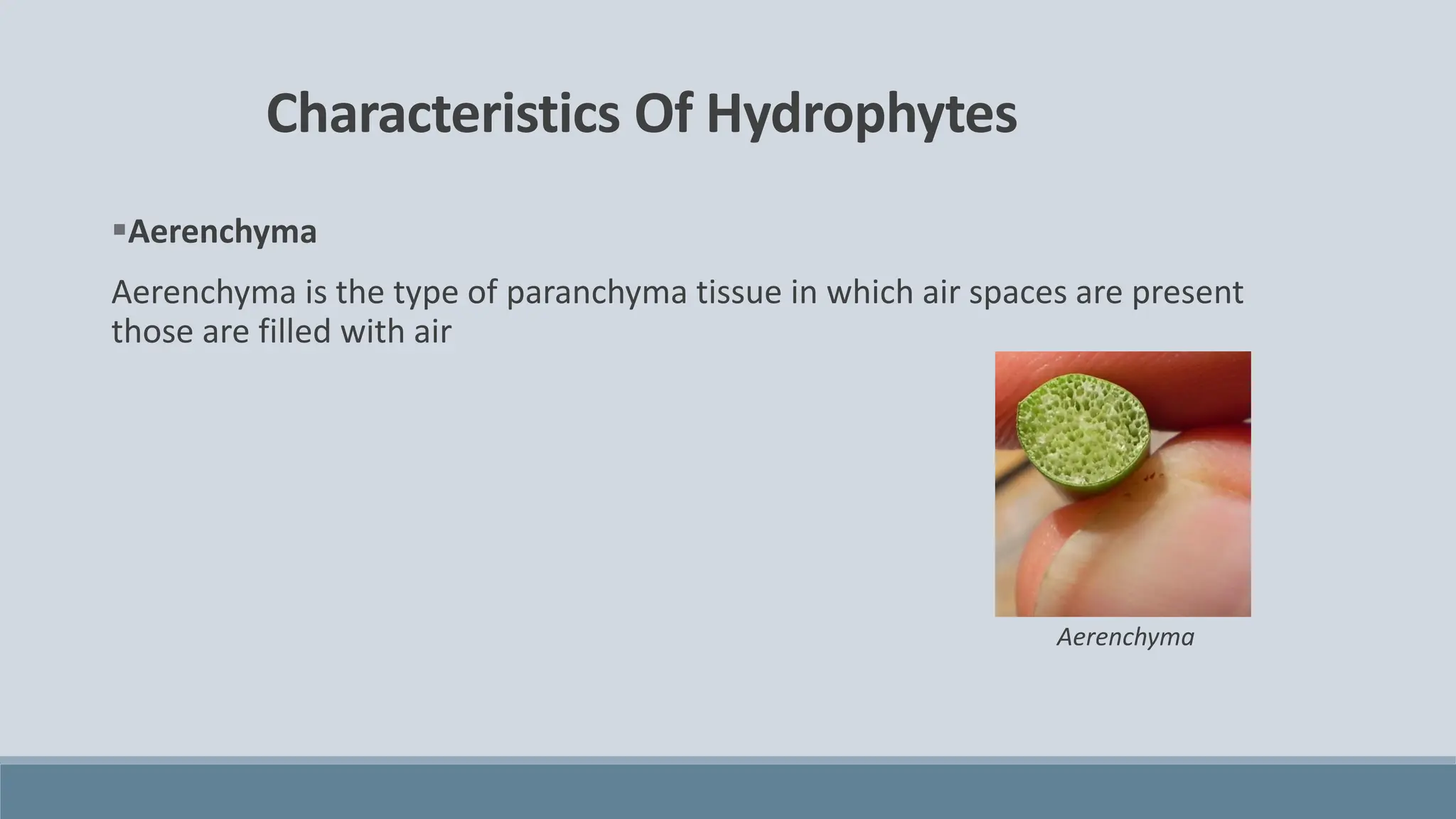 Characteristics of xerophytes & hydrophytes.pdf