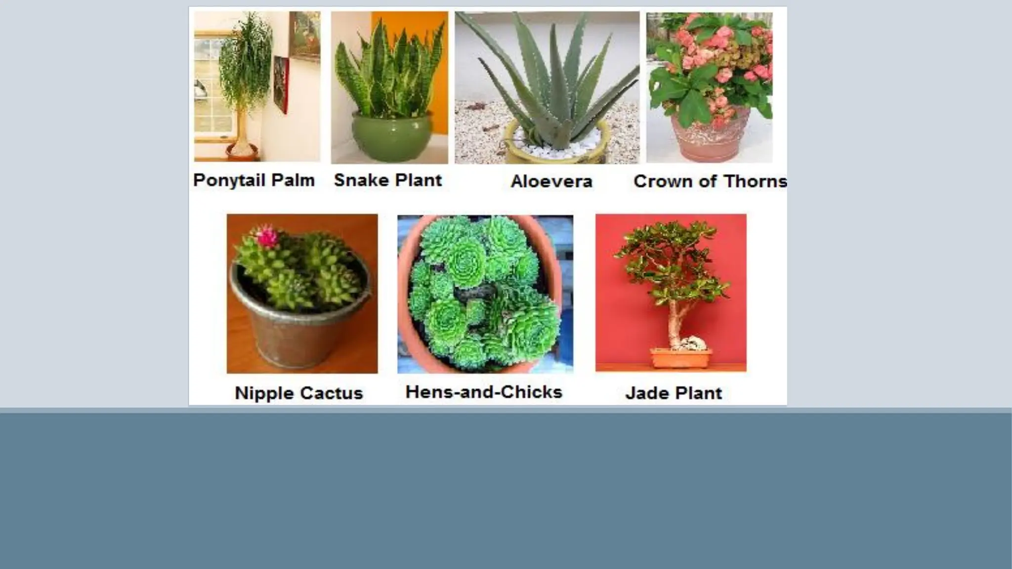 Characteristics of xerophytes & hydrophytes.pdf