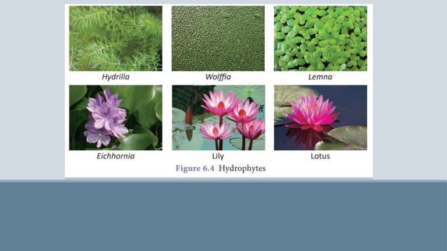Characteristics of xerophytes & hydrophytes.pdf | Gardening | Home & Garden