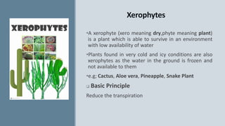 Characteristics of xerophytes & hydrophytes.pdf | Gardening | Home & Garden