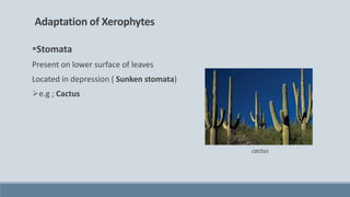 Characteristics of xerophytes & hydrophytes.pdf