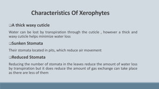 Characteristics of xerophytes & hydrophytes.pdf | Gardening | Home & Garden