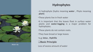 Characteristics of xerophytes & hydrophytes.pdf
