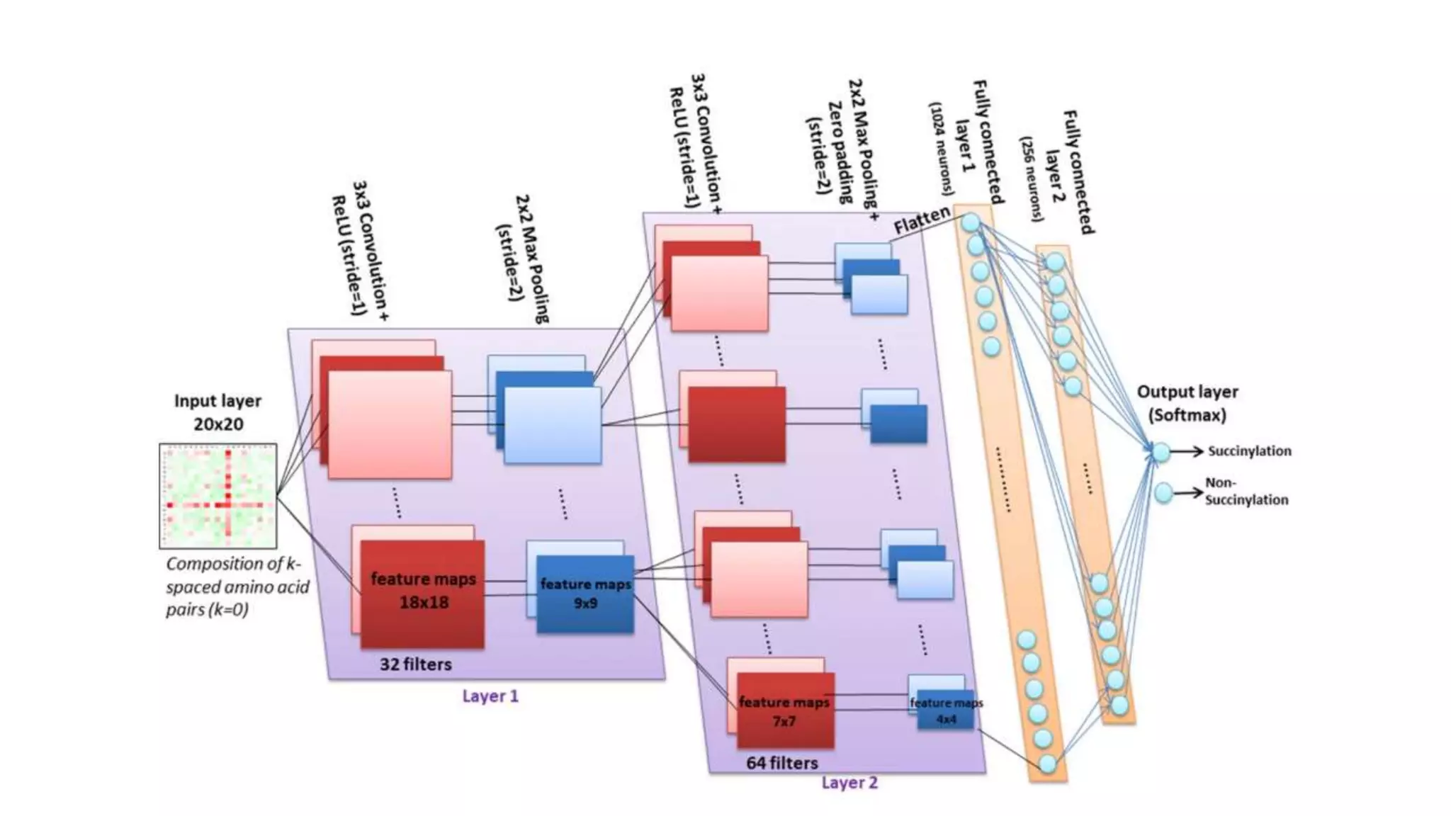 Characterization and identification of lysine succinylation sites based ...