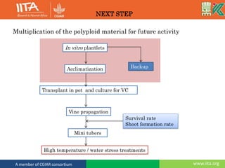 characterization of artificial-polyploid plants on yams | PPTX