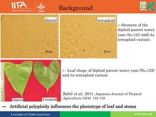 characterization of artificial-polyploid plants on yams | PPTX