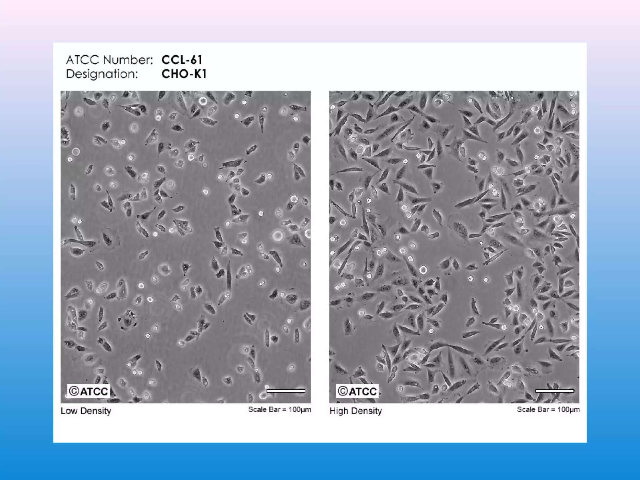 Characterization of Cell Line | PPT