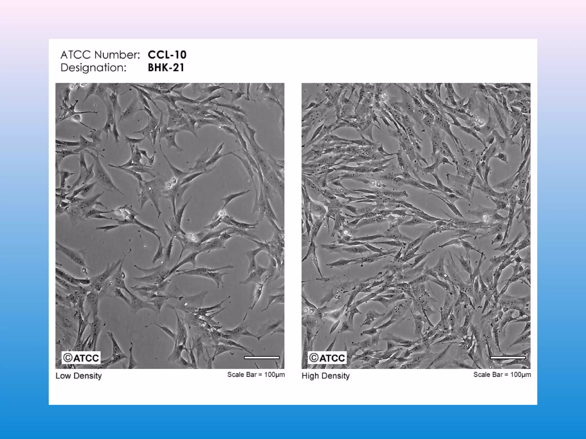 Characterization of Cell Line | PPT | Biological Sciences | Science