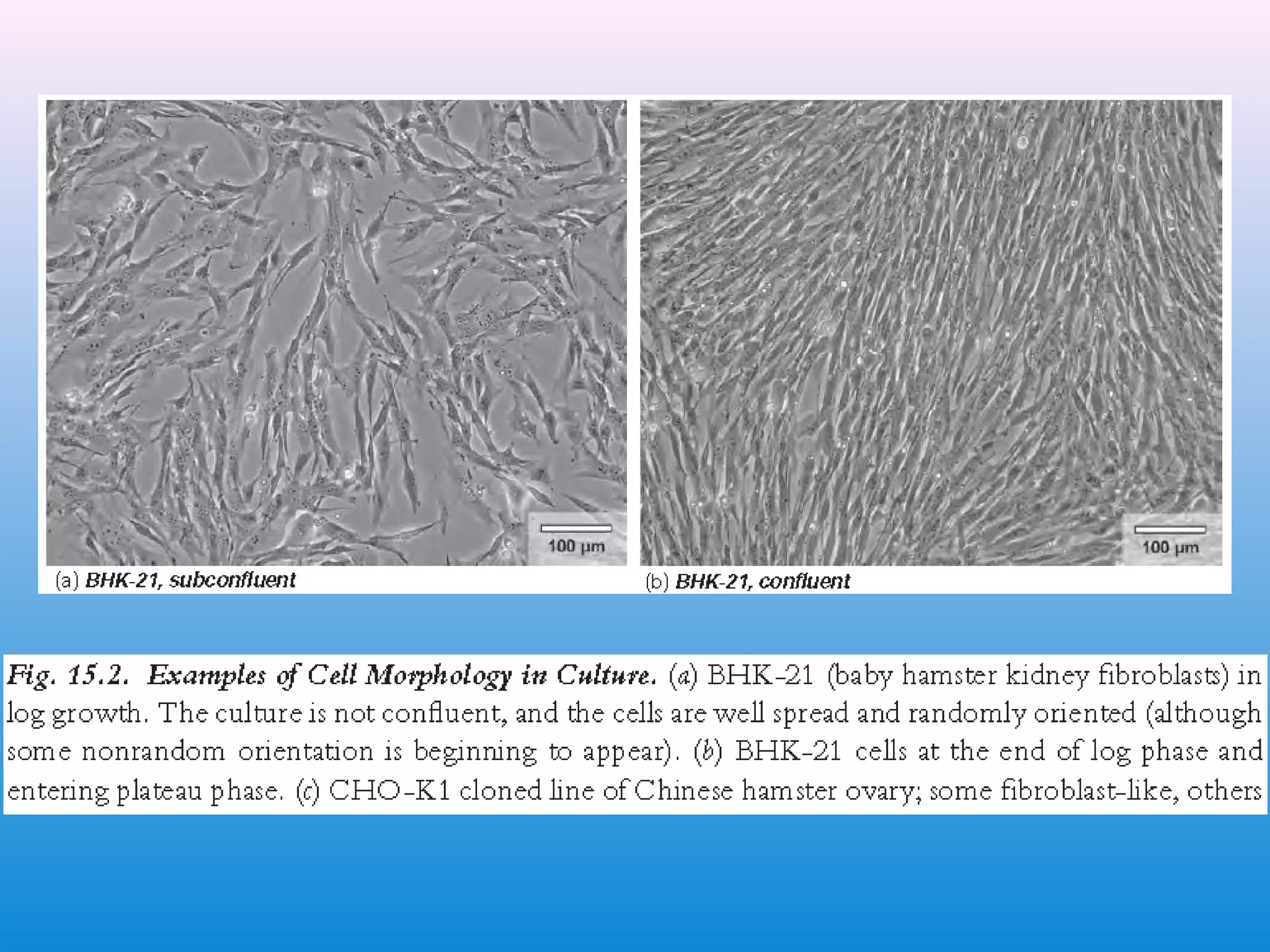 Characterization of Cell Line | PPT