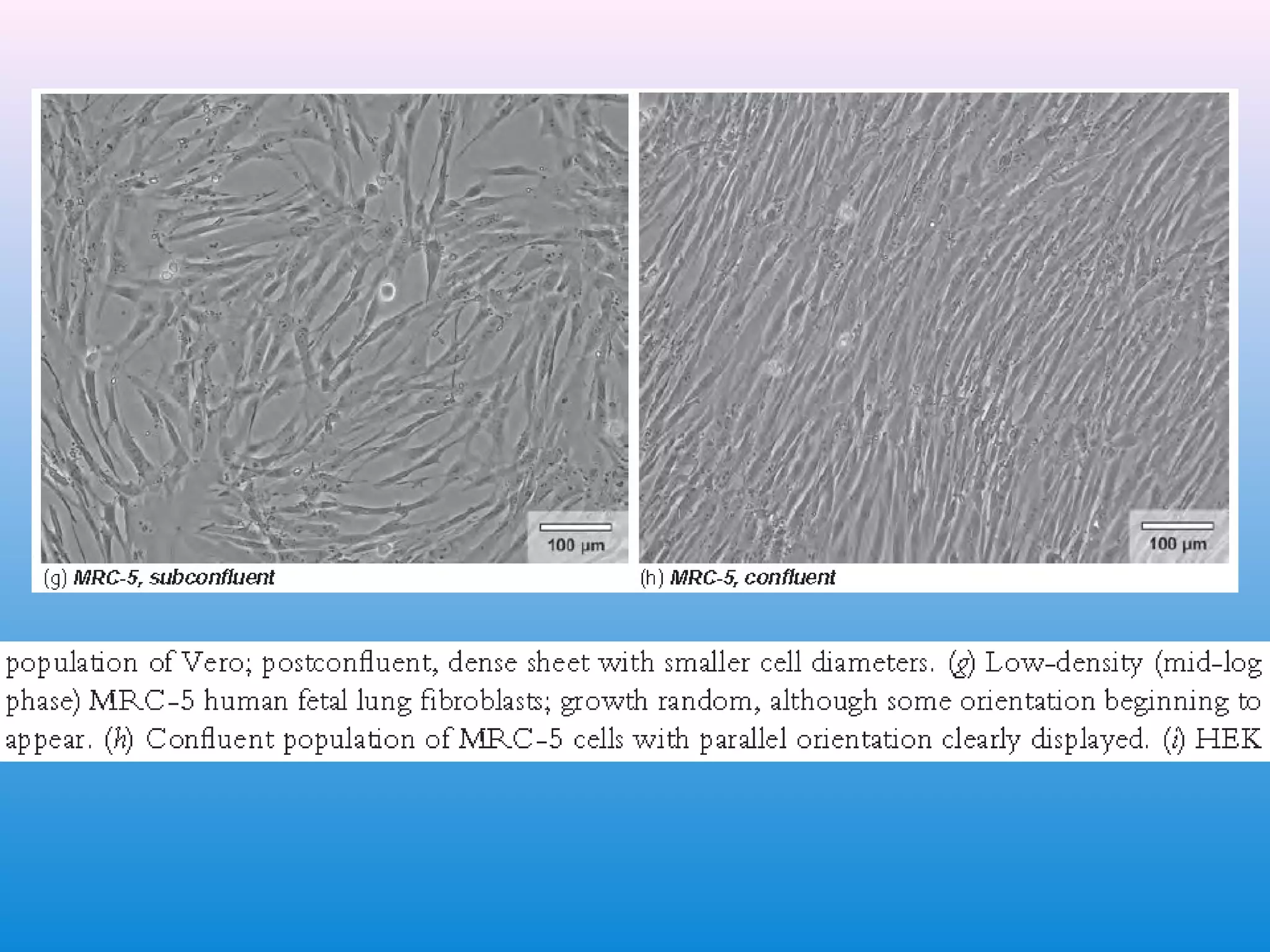 Characterization of Cell Line | PPT