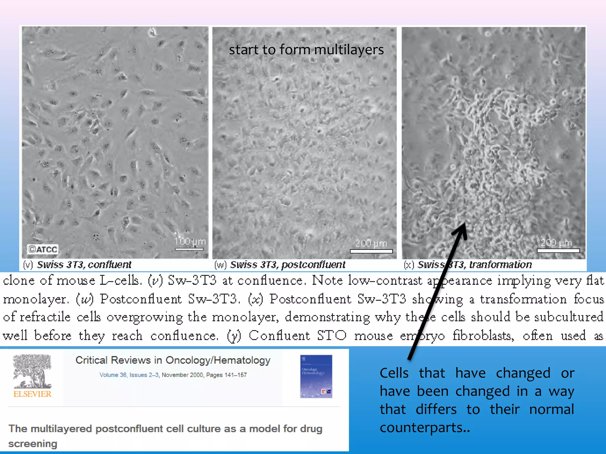 Characterization of Cell Line | PPT | Biological Sciences | Science
