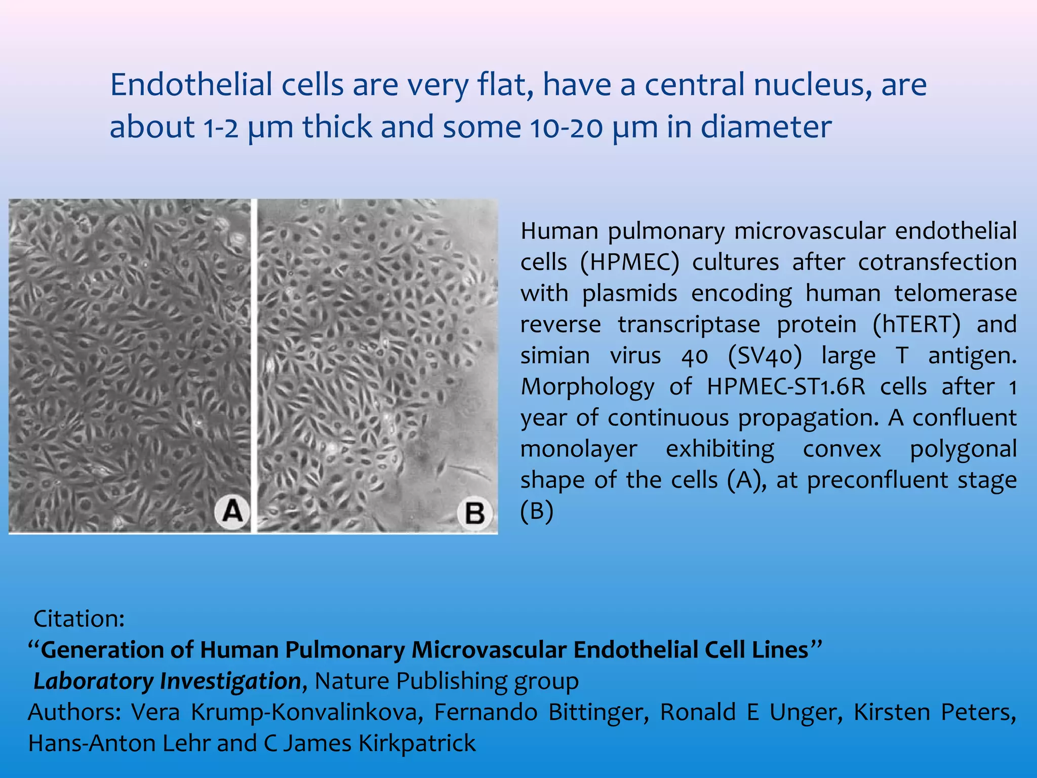 Characterization of Cell Line | PPT | Biological Sciences | Science